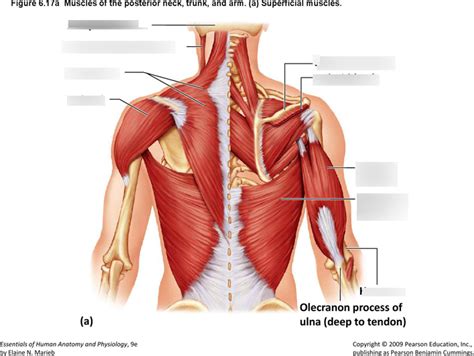 Physio Muscles Of The Posterior Neck Trunk And Arm Diagram Quizlet