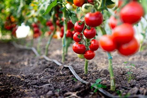 Podar Tomateras Tu Gu A De La Poda Del Tomate Y Trucos De Agricultor