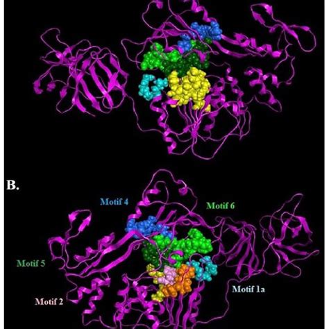 NS3 Model Of The Spondweni Virus Helicase Protease Numbers 1 2 And 3