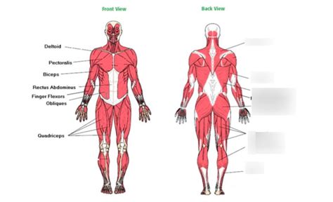Muscular System Back Diagram Terms Diagram Quizlet