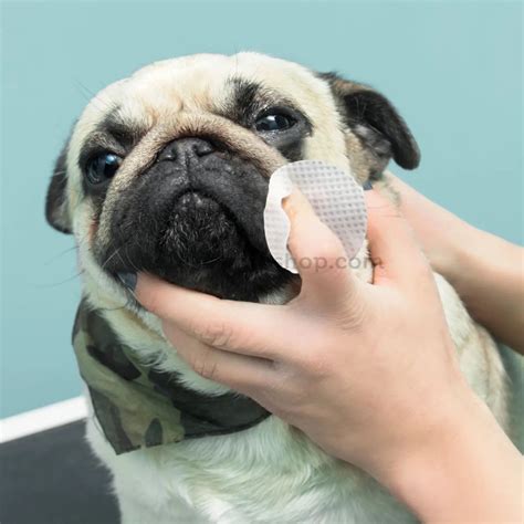 Puedo Usar Peróxido De Hidrógeno Para Limpiar Las Arrugas De Mi Bulldog