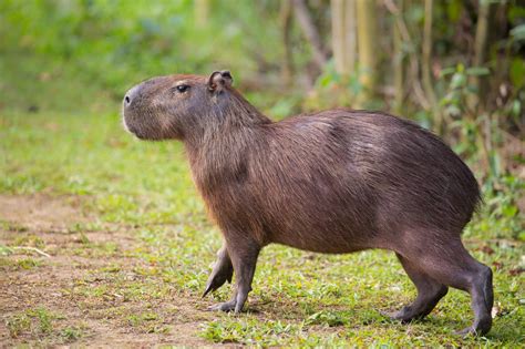 Galería de imágenes Los Animales de la Amazonía de Ecuador
