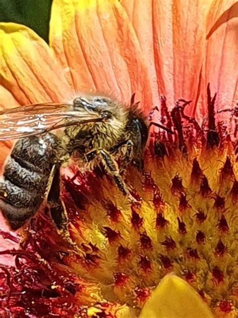 Photo Abeille mellifère Apis mellifera Observations be