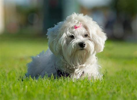 Top 15 Des Races De Chien De Petite Taille Yummypets
