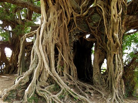Tourist Arrested For Stripping Naked By Sacred Tree In Bali The