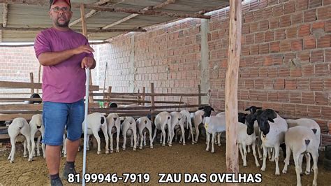 Zau Das Ovelhas Dorper Venda De Animais Em St C C Pe Dicas De Manejo