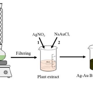 Schematic Diagram Of Green Synthesis Of Ag Au Bimetallic Nanoparticles