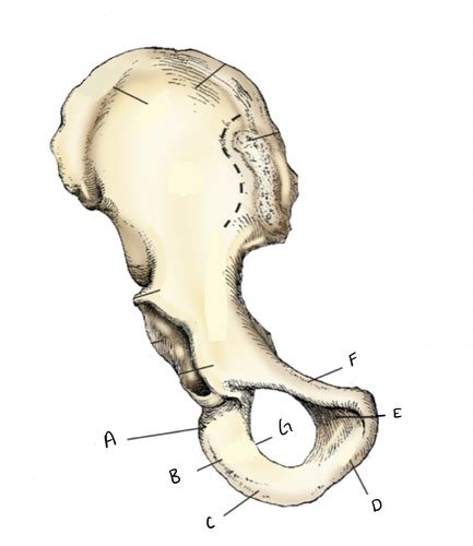 Hip And Pelvis Anatomy Flashcards Quizlet
