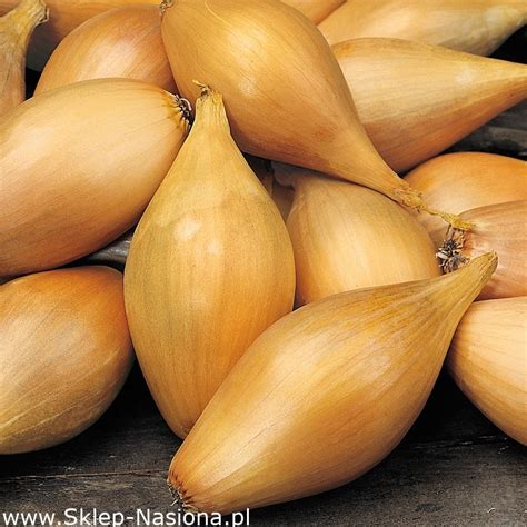 Cebula Siedmiolatka Cebula Zwyczajna Szalotka Por Zestaw 4 Odmian