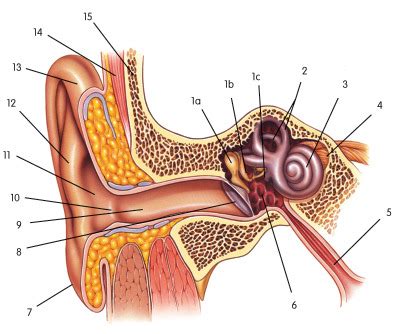 Special Senses Hearing Flashcards Quizlet
