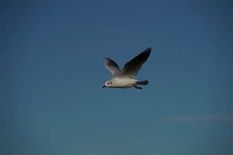 Vogel Fliegend Möwe Kostenloses Foto auf Pixabay Pixabay
