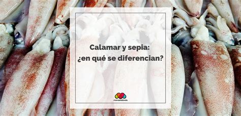 Calamar y sepia cuál es la diferencia MERCAVALÈNCIA