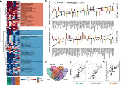Largescale Across Species Transcriptomic Analysis Identifies Genetic