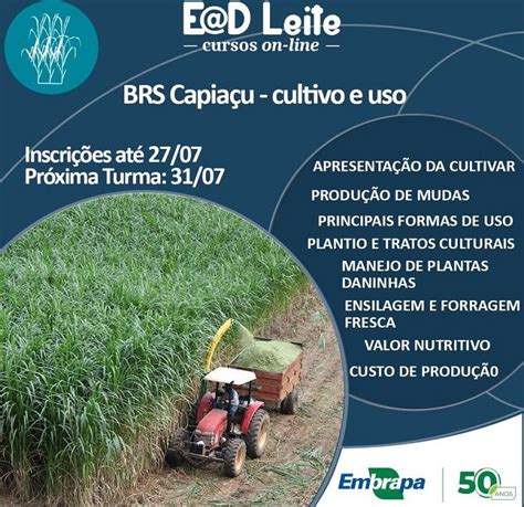 Embrapa BRS Capiaçu cultivo e uso Agro Agenda