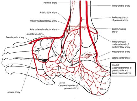 Blood Supply To The Foot Foot Ankle Orthobullets
