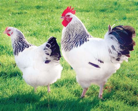 Poules de grande taille de race élevage et vente Ferme de Beaumont
