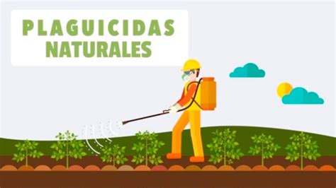 Guía para Preparar Plaguicidas Naturales PDF