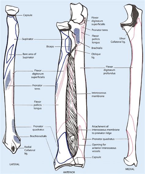 Beschriftete Menschlichen Unterarm Speiche Und Elle Knochen Anatomie