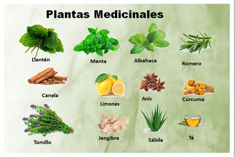Las 10 Mejores Plantas Medicinales Para Cuidar Tu Salud Otosection