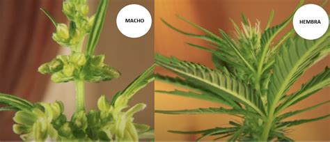 Cómo saber si mi planta de marihuana es macho o hembra