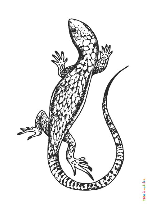 Coloriage lézard 02 un dessin à imprimer de Tête à modeler