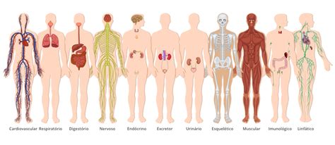Sistemas do Corpo Humano Toda Matéria