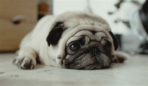 Cómo saber si tu perro está enfermo síntomas que debes conocer
