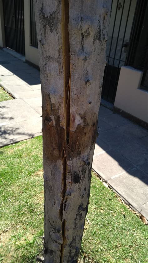Lagerstroemia Arbol de Júpiter tronco RAJADO