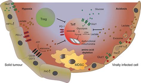 Frontiers The Metabolic Profile Of Tumor And Virally Infected Cells