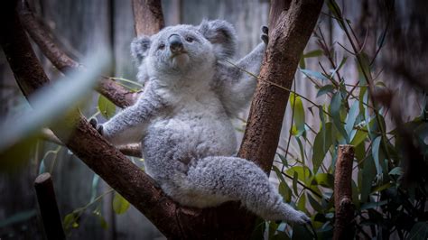 100 Koala HD Wallpapers And Backgrounds