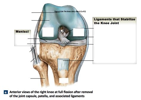 Anatomy Anterior Views Of The Knee Joint Diagram Quizlet