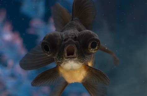 Black Molly Goldfish