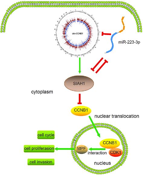 The Schematic Diagram Of The Circ Ccnb Mir Siah Axis Regulating