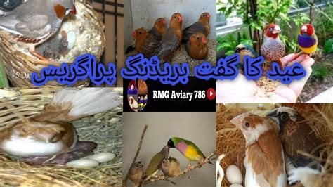 Eid k gift finch ki Breeding progress share عید کا گفت بریڈنگ پراگریس
