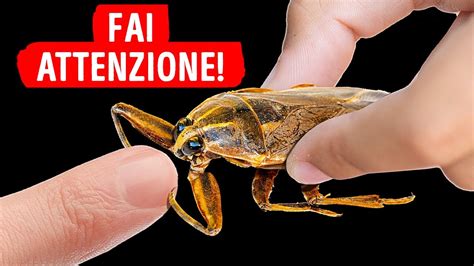 Il Morso Di Questo Insetto È Il Peggiore Di Tutti YouTube