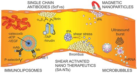 Schematic Representation Of Targeted Drug Delivery In The Setting Of