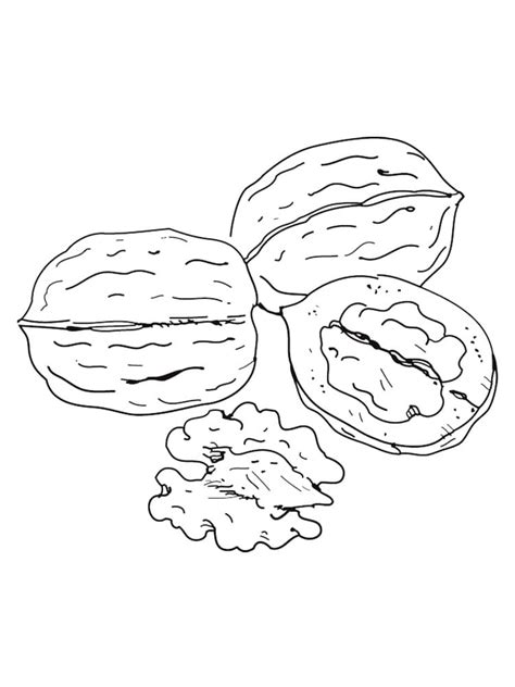 Nuts Clipart Image Coloring Pages Coloring Cool