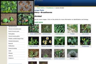 Identifying Common Garden Weeds Uk Fasci Garden