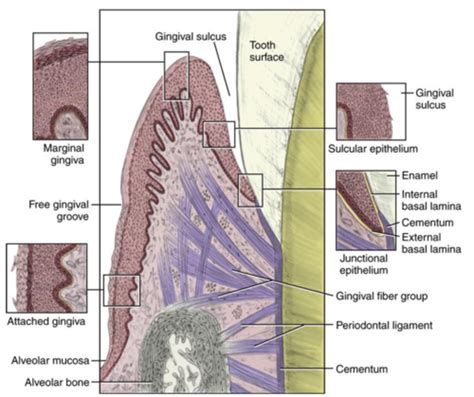 The Periodontium Flashcards Quizlet