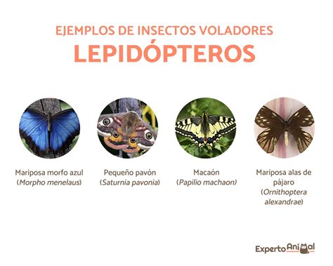 INSECTOS VOLADORES Nombres Características y Fotos