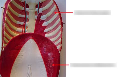 Bio Lab Posterior Superior View Of Model Diagram Quizlet