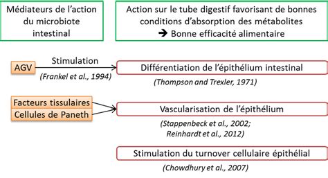 Rôle du microbiote dans le développement du tube digestif Download