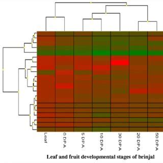 Heat Map Showing The Expression Pattern Of Reference Genes In Brinjal