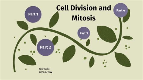 Cell Division And Mitosis By Isabella Yosting On Prezi