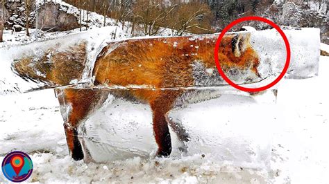 Most Incredible Things Found Frozen In Ice Youtube