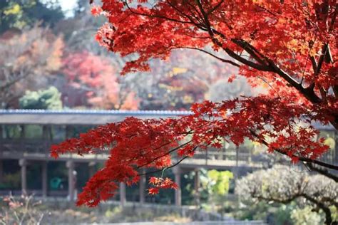 15 Trees With Red Leaves To Enjoy In Your Garden Cutting Edge Plants