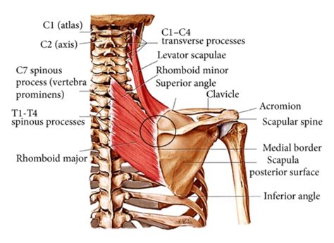 Deep Muscles Of The Back Muscles Of The Shoulder And Arm Flashcards