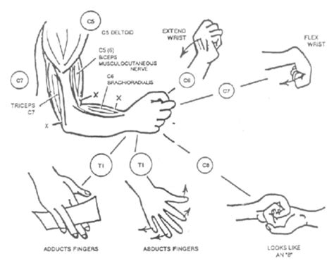 Gross Anatomy 1 Myotomes Of The Upper Extremity Flashcards Quizlet
