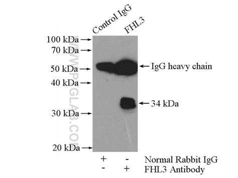 FHL3 Rabbit anti Human Mouse Rat Polyclonal Proteintech 150 μL
