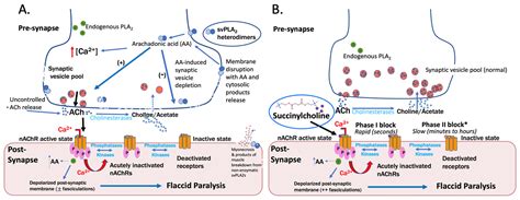 Rocuronium Mechanism Of Action